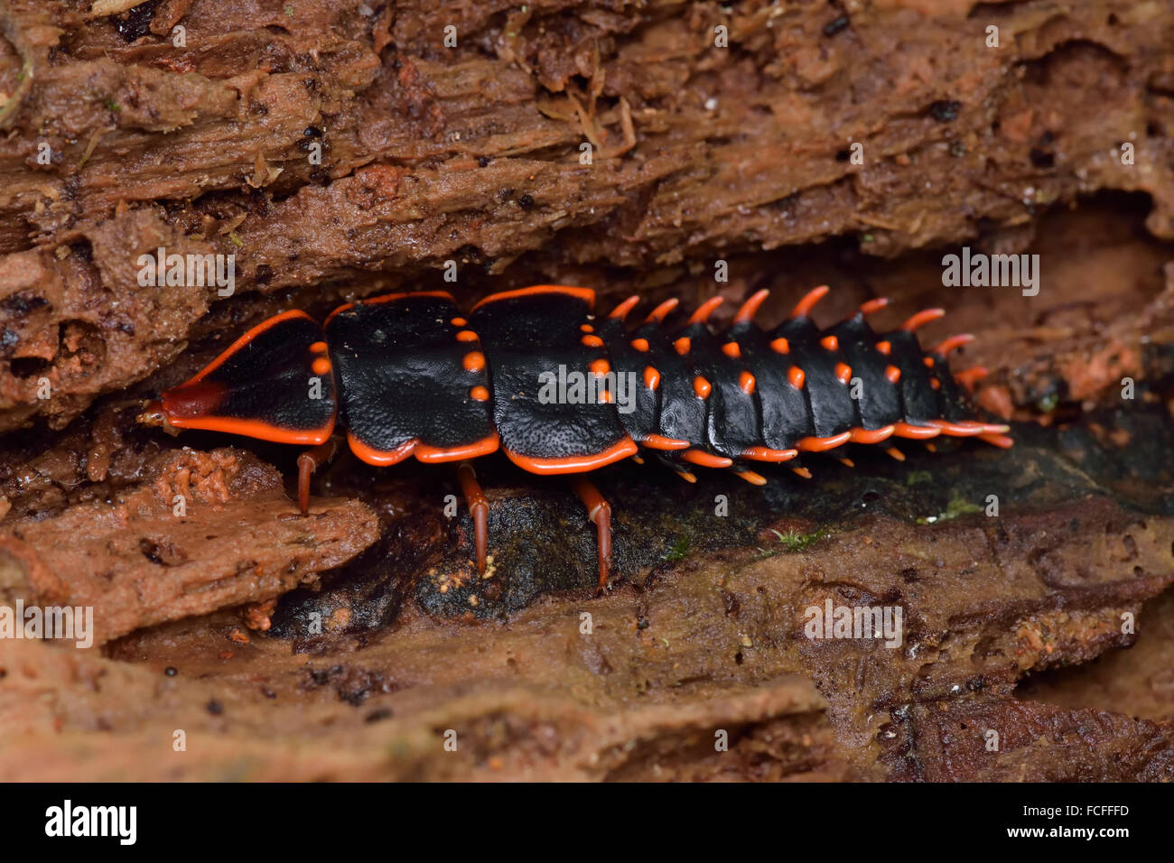 Trilobite beetle hi-res stock photography and images - Alamy