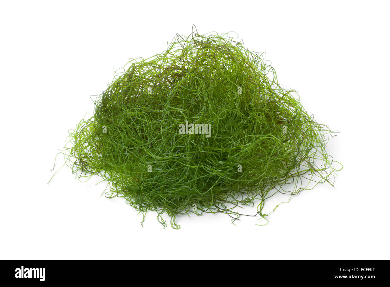 Filamentous green algae hi-res stock photography and images - Alamy