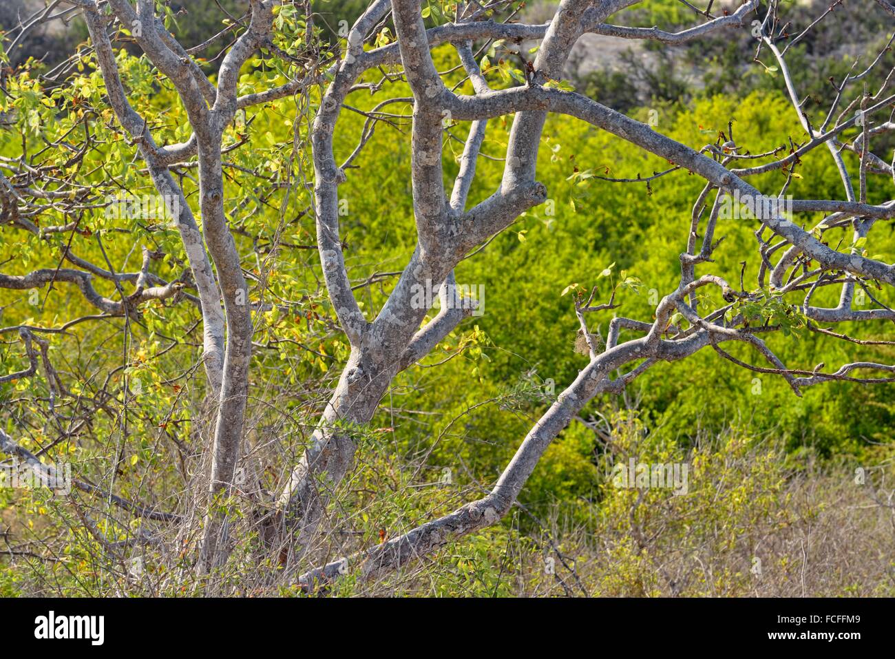 Palo Santo trees with fresh foliage, Galapagos Islands National Park ...