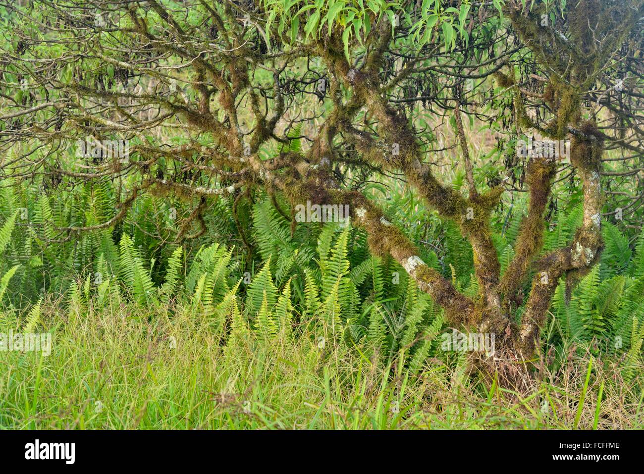 Scalesia tree galapagos hi-res stock photography and images - Alamy