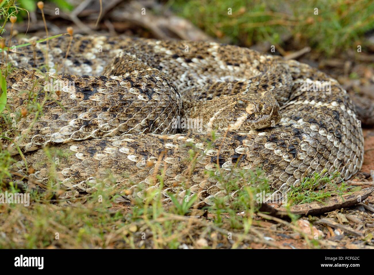 Skin snake rattlesnake texture hi-res stock photography and images - Alamy
