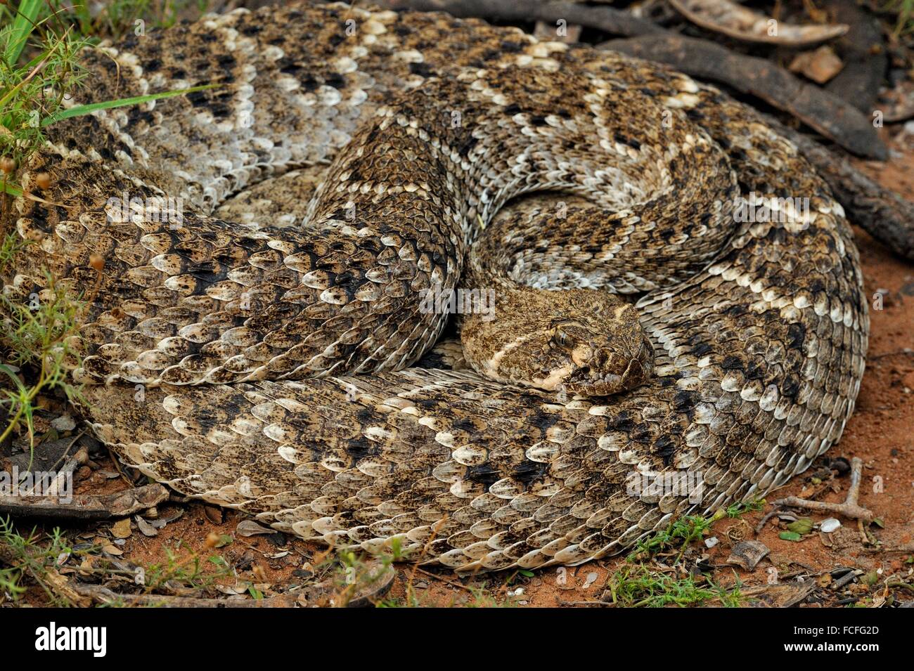 Western Diamondback Rattlesnake Crotalus Atrox High Resolution Stock ...