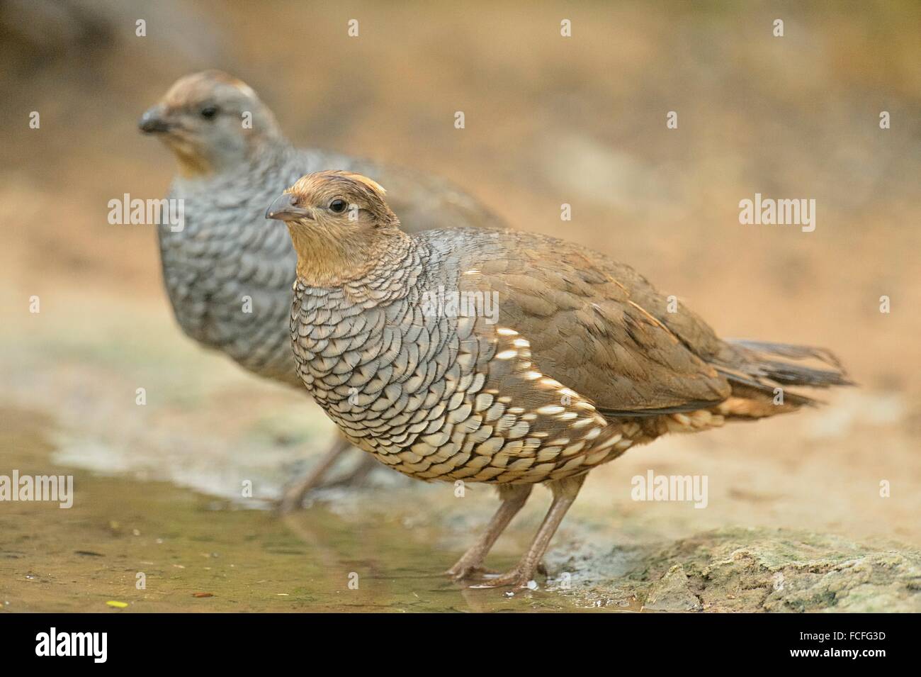 Scaled quail (Callipepla squamata Stock Photo - Alamy