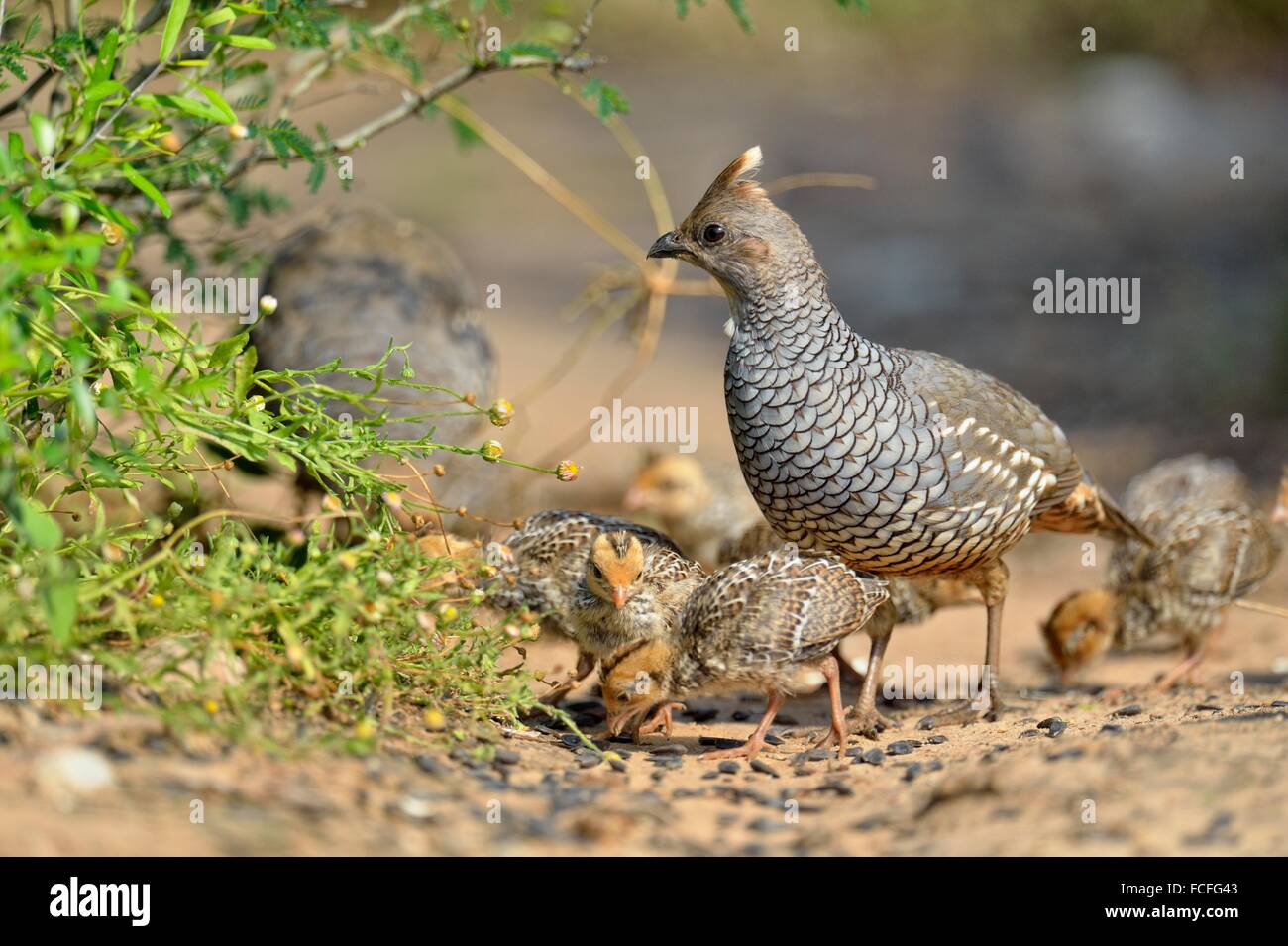 Scaled Quail Babies