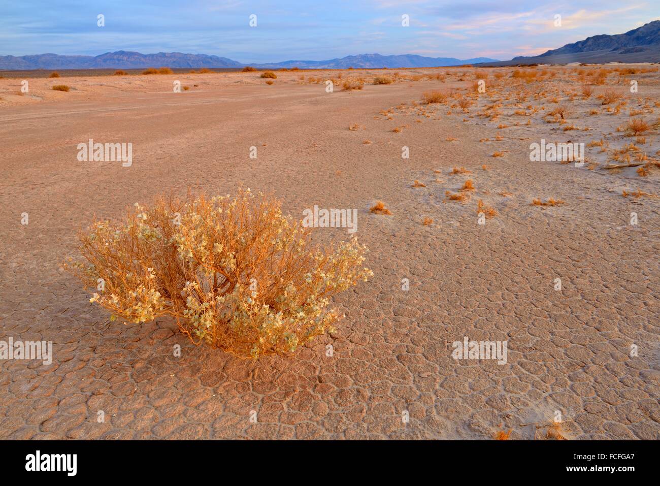 Hardpan desert hi-res stock photography and images - Alamy
