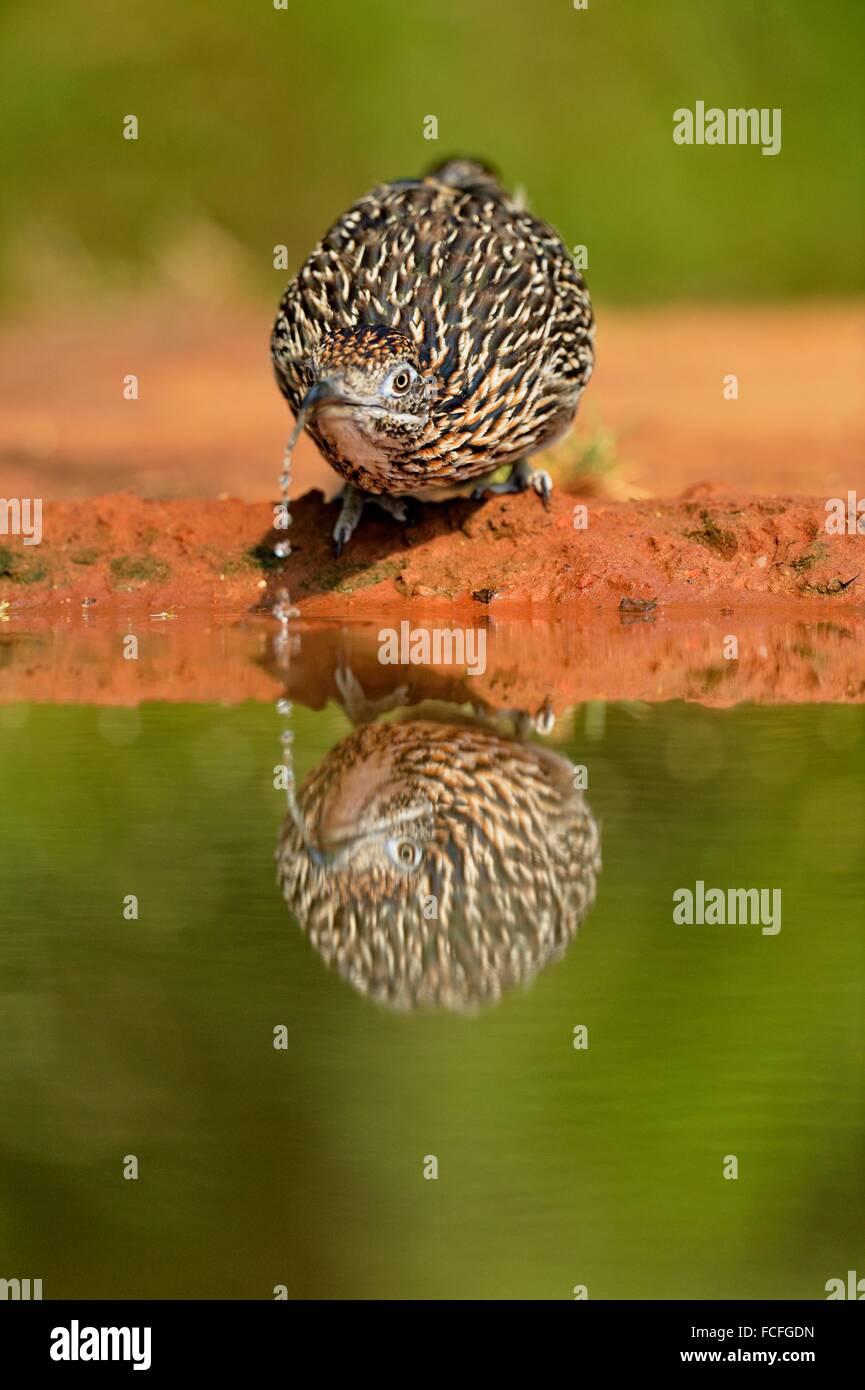 Greater roadrunners hi-res stock photography and images - Alamy