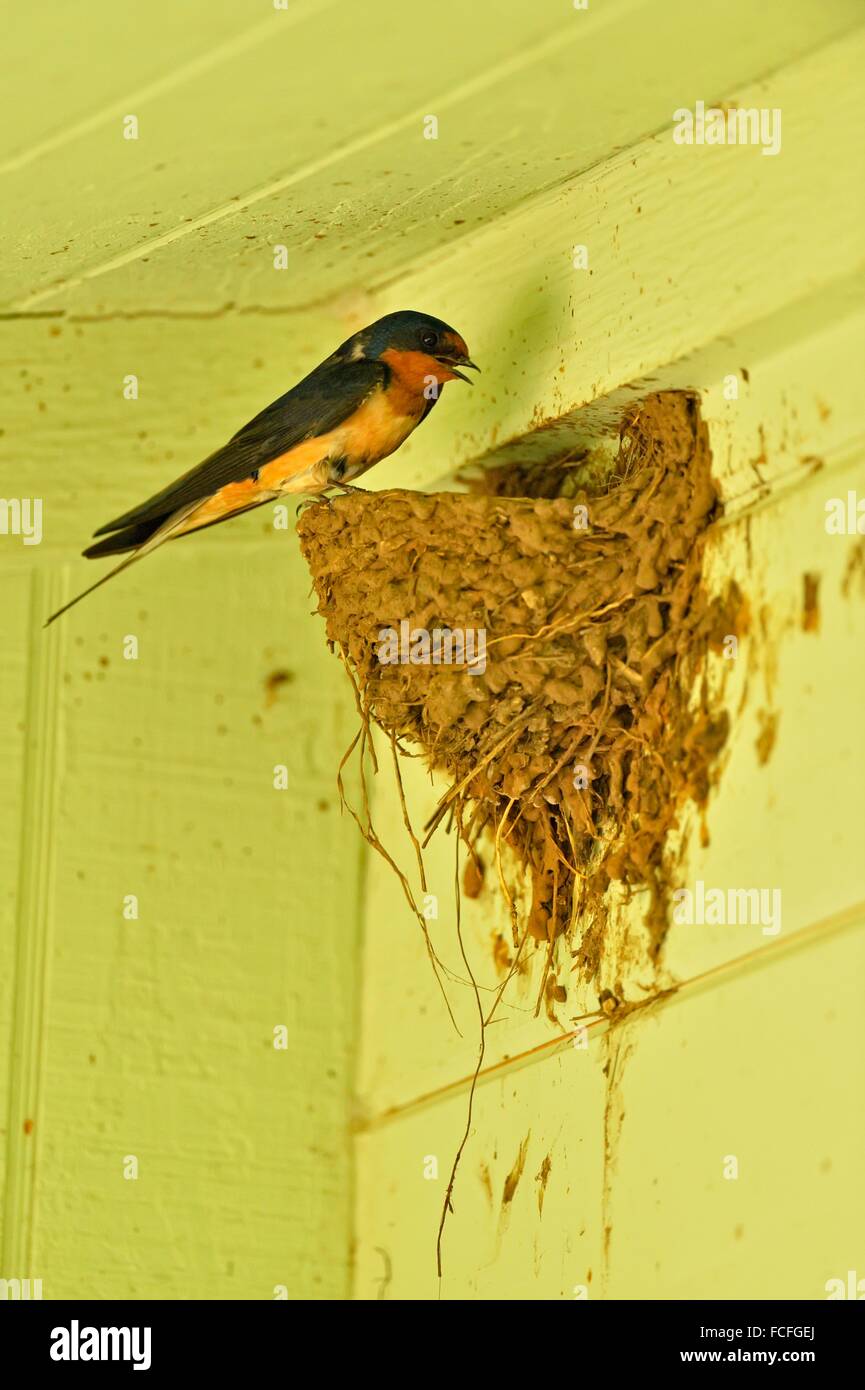 North Texas Tree Swallows