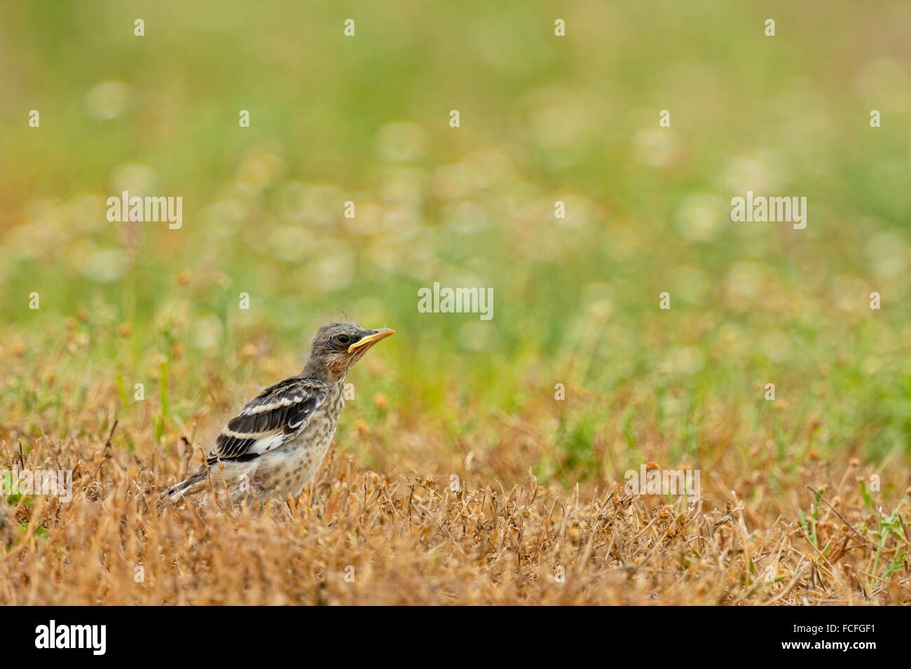 Baby Mockingbird High Resolution Stock Photography and Images - Alamy