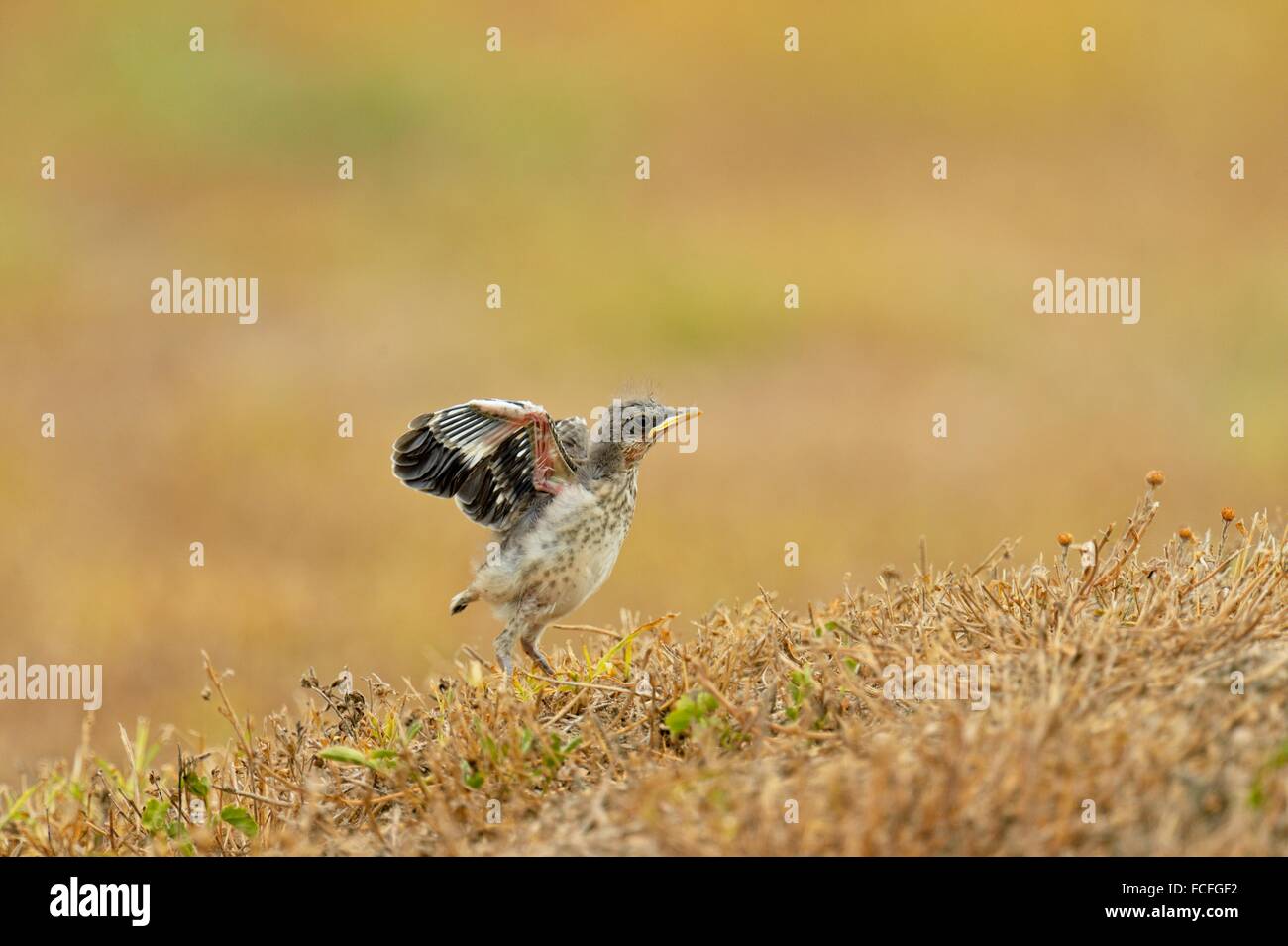 Fledgling mockingbird hi-res stock photography and images - Alamy