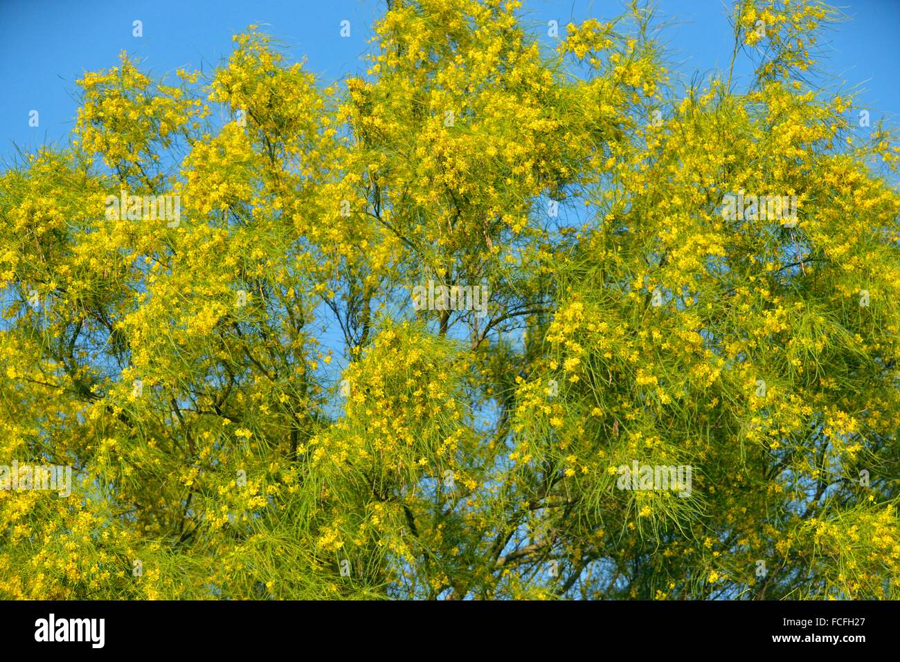 Desert Edinburgh High Resolution Stock Photography and Images - Alamy