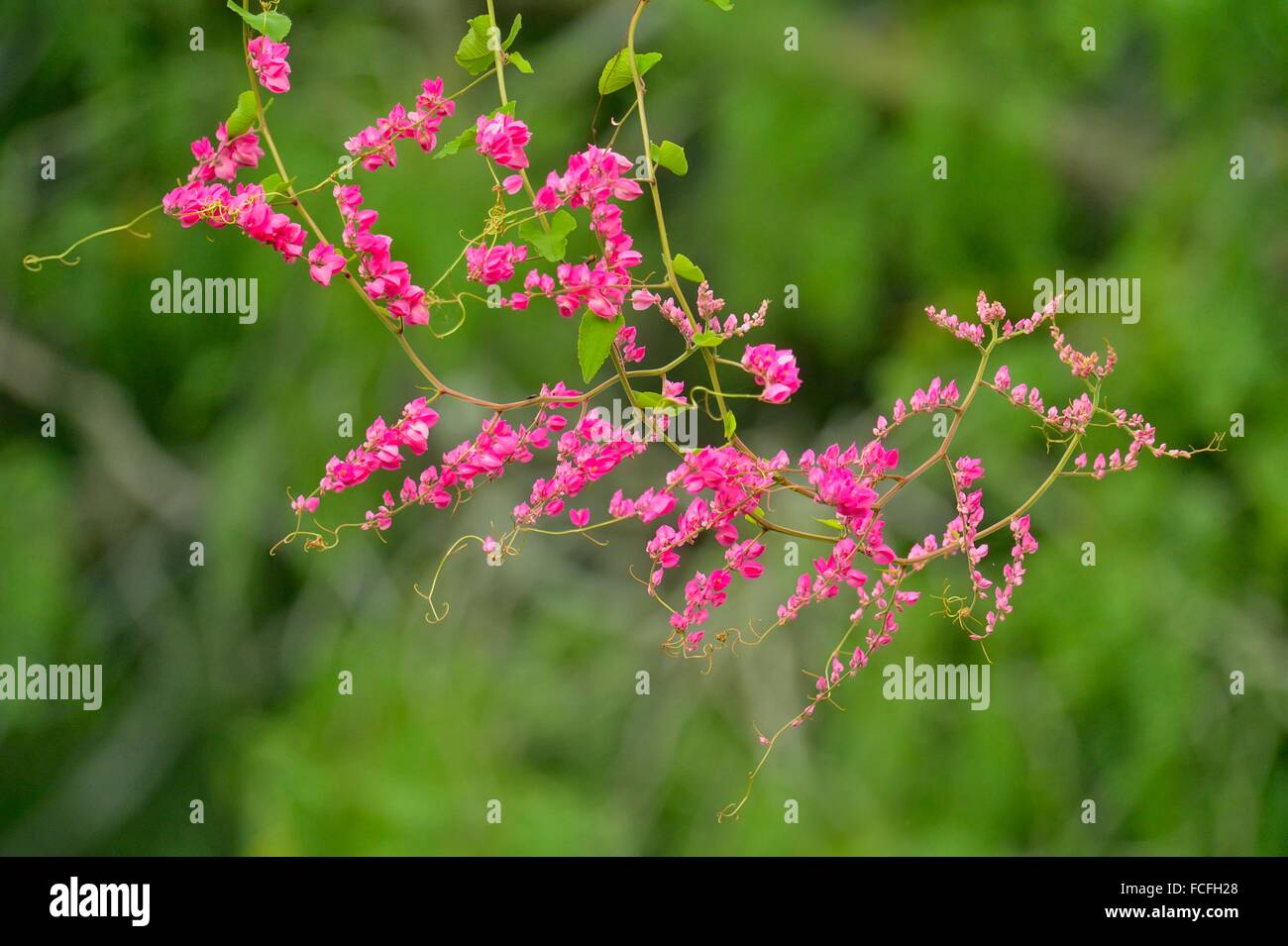 Vine Species High Resolution Stock Photography and Images - Alamy