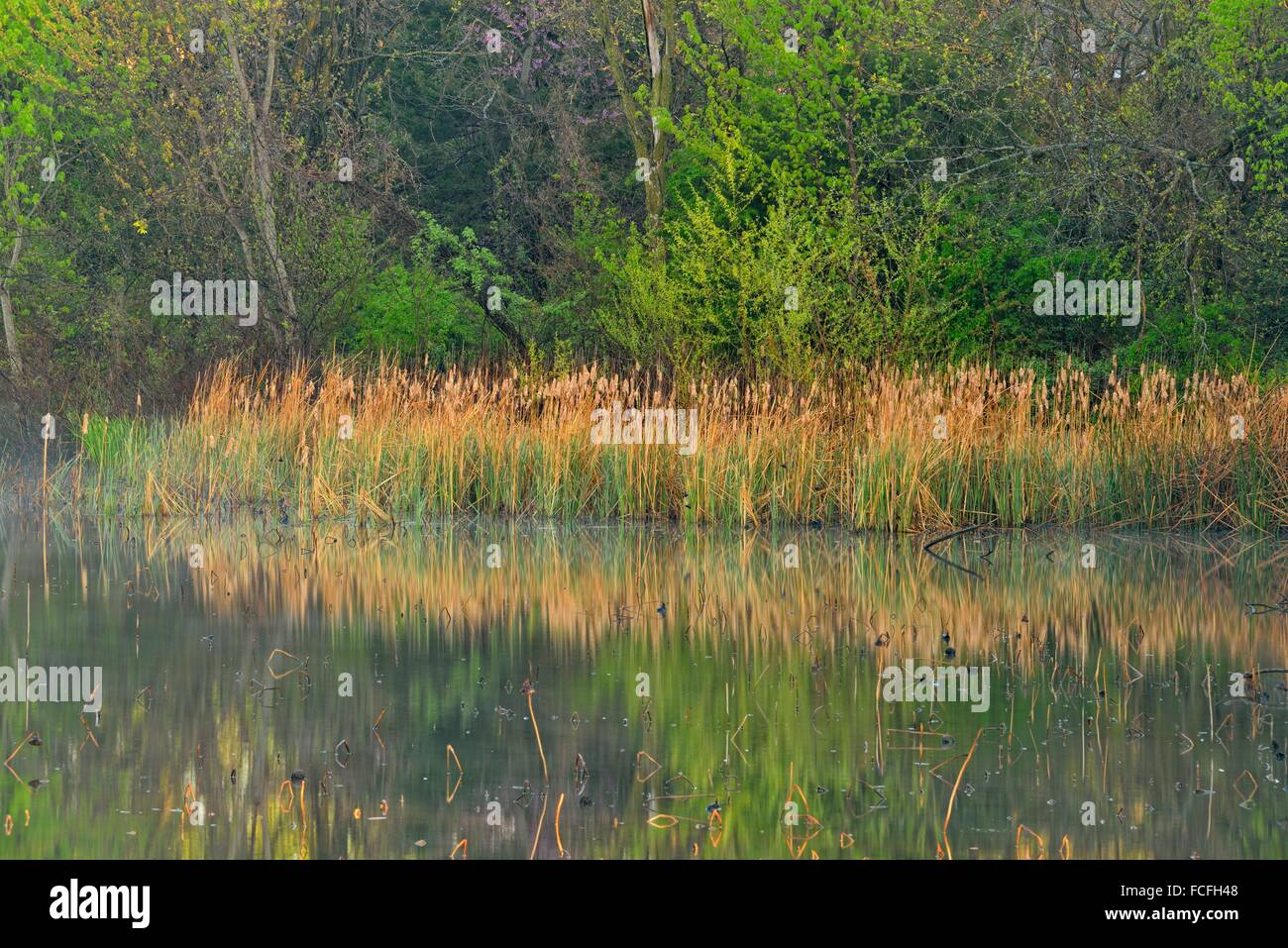 Missouri ecology hi-res stock photography and images - Alamy