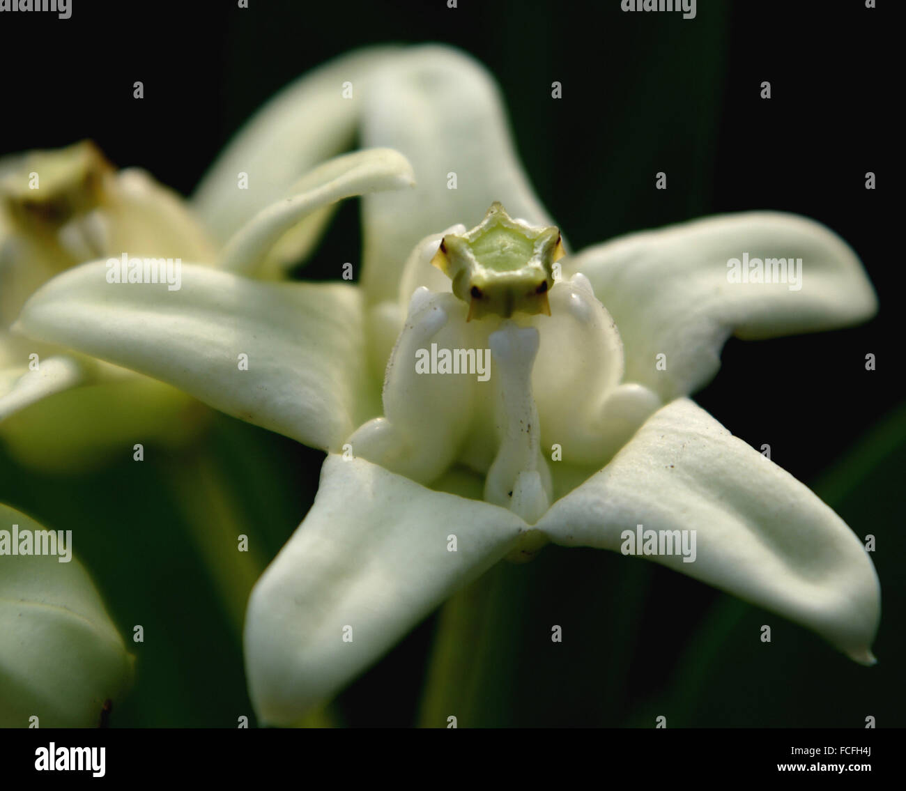 Calotropis gigantea hi-res stock photography and images - Alamy