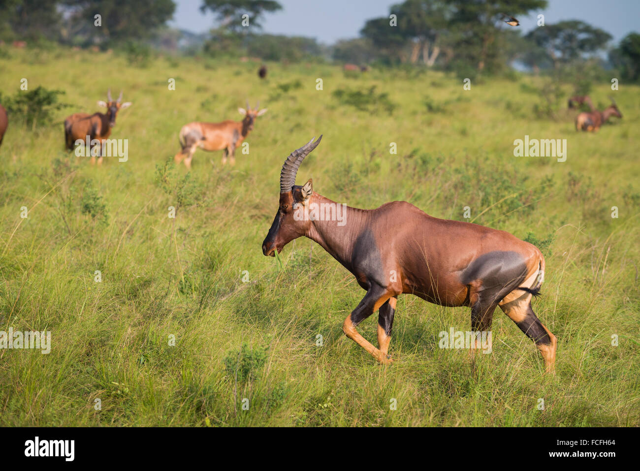 Roan Antelope Hippotragus Equinus Ishasha River Queen Elizabeth