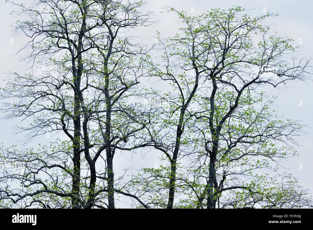 Oak trees leafing out, Jasper, Arkansas, USA Stock Photo - Alamy