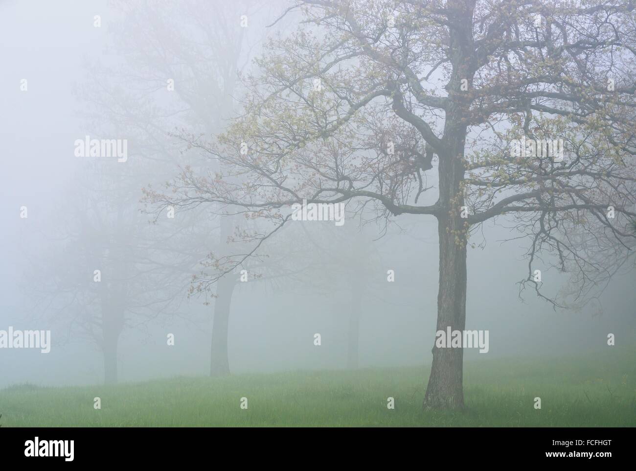 Oak trees in the fog, Mt. Sherman, Arkansas, USA Stock Photo - Alamy