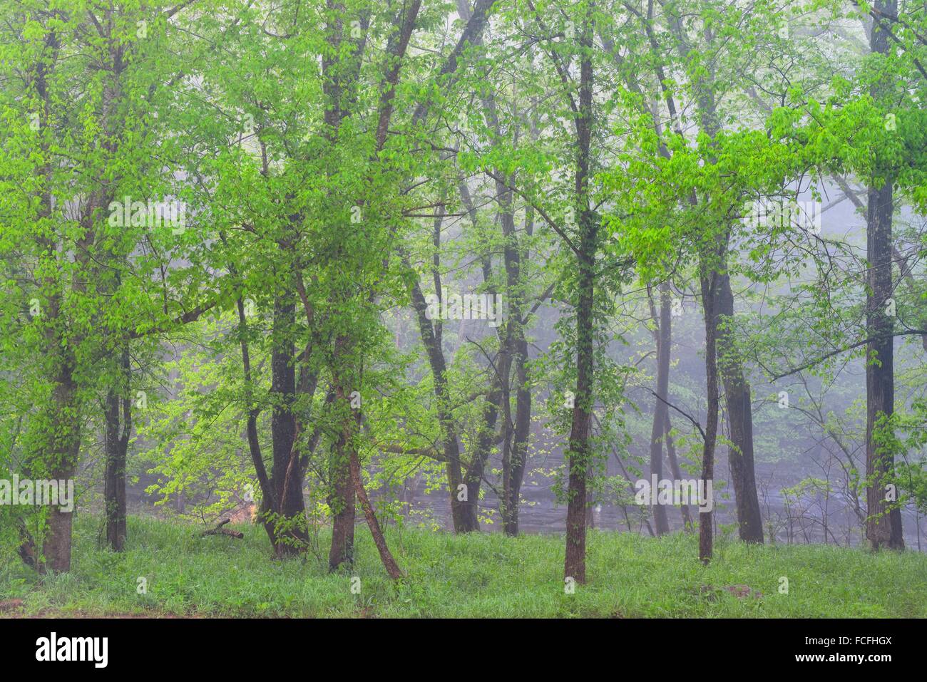 Deciduous hardwoods hi-res stock photography and images - Alamy