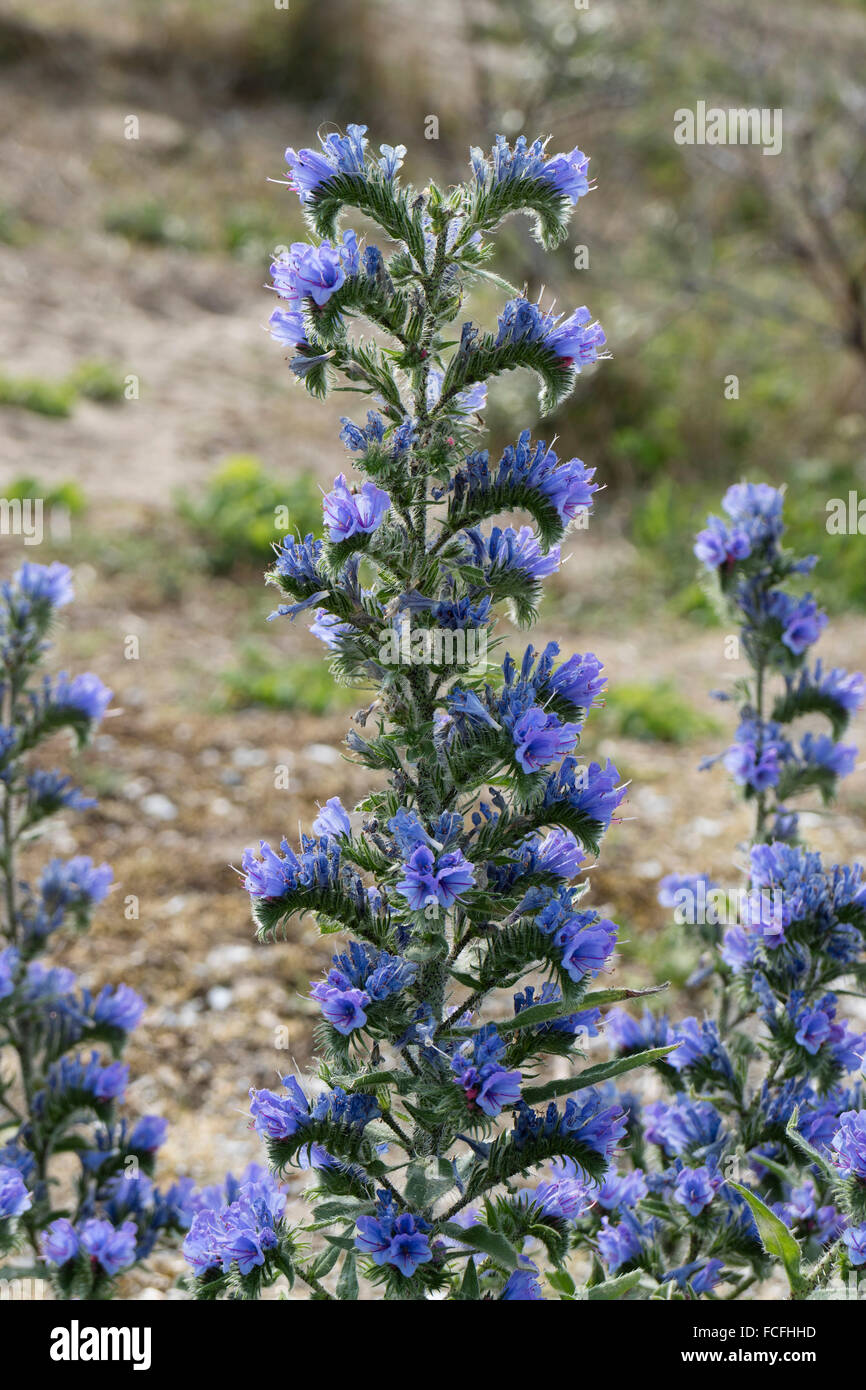 Blue blooming Viper's Bugloss in the sand dunes Stock Photo - Alamy