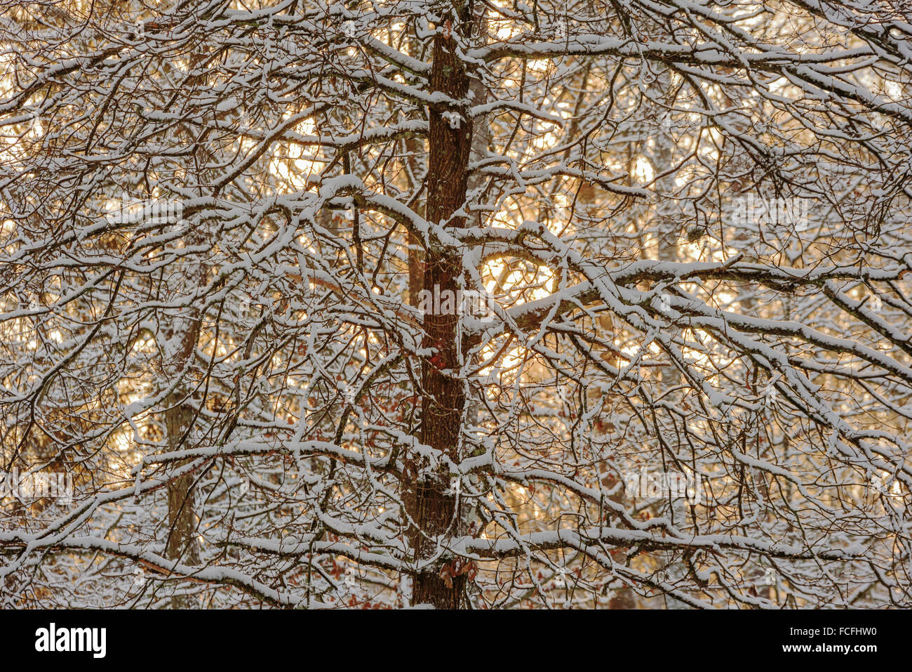 Backlit tree hi-res stock photography and images - Alamy