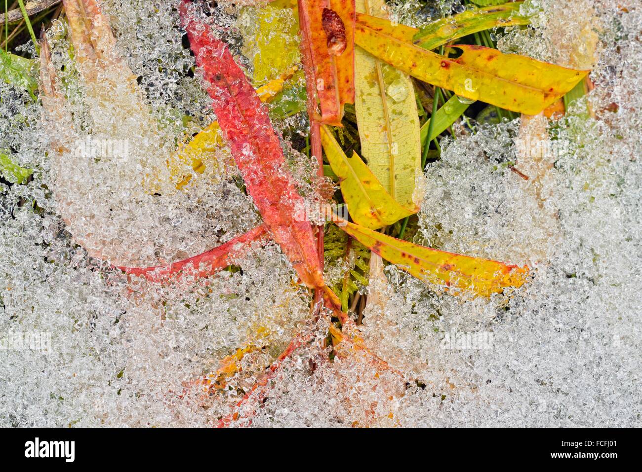 Fireweed (Chamerion angustifolium) leaves and melting snow in autumn ...