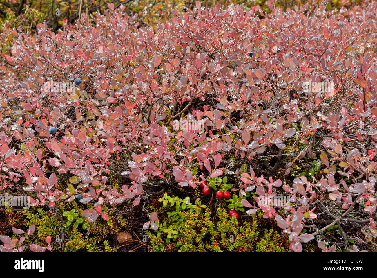 Uliginosum High Resolution Stock Photography and Images - Alamy