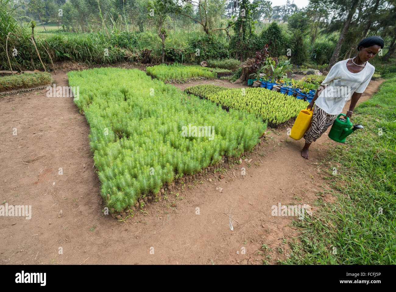 Botanic garden, Fort portal, Uganda Stock Photo - Alamy