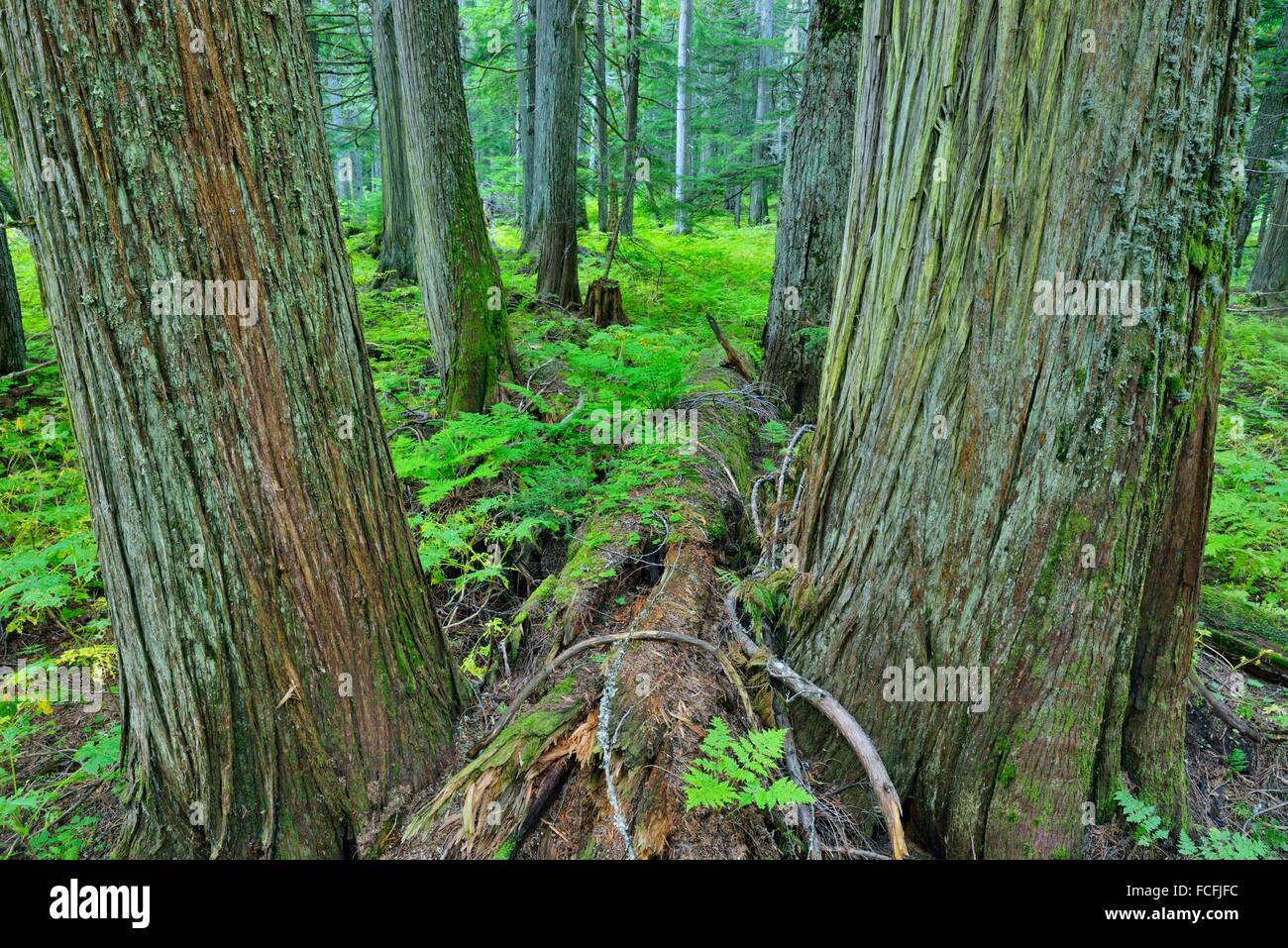 Old growth cedar tree High Resolution Stock Photography and Images - Alamy