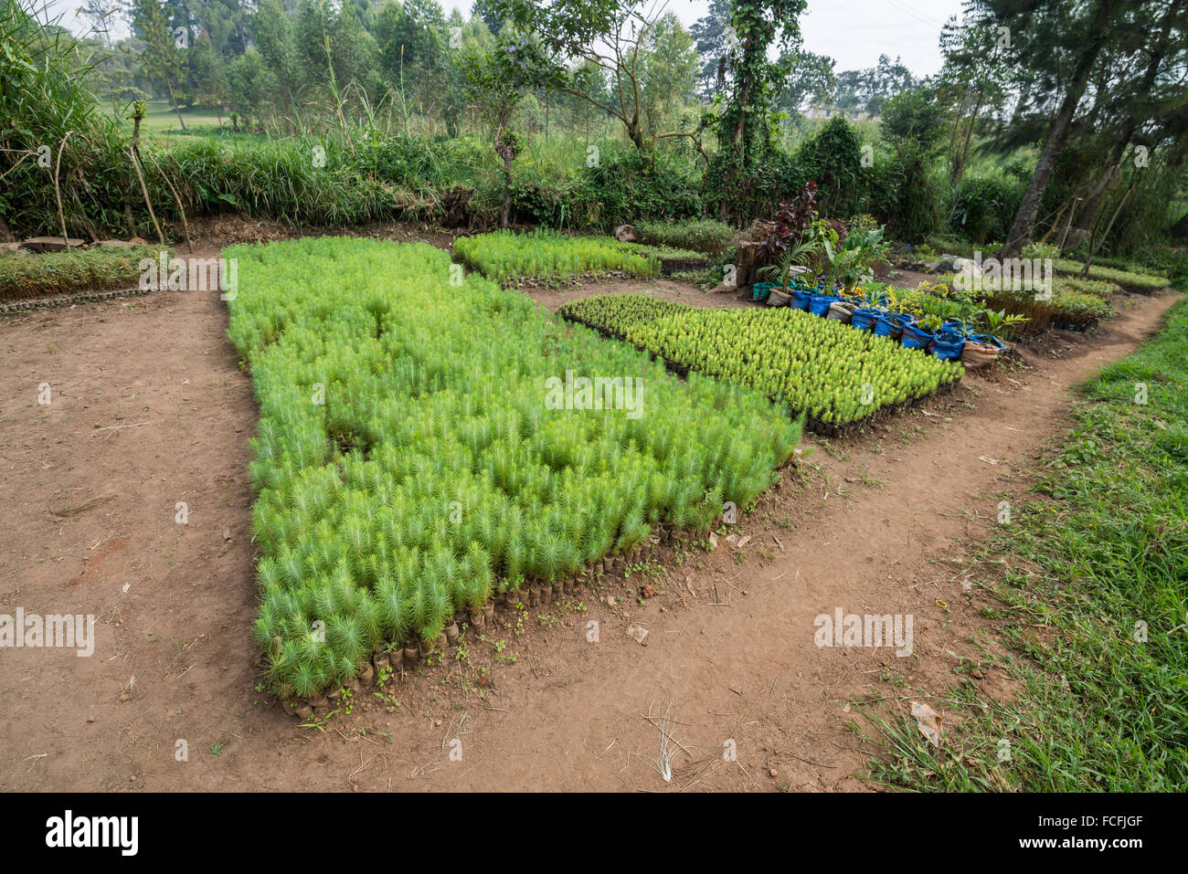 Botanic garden, Fort portal, Uganda Stock Photo - Alamy