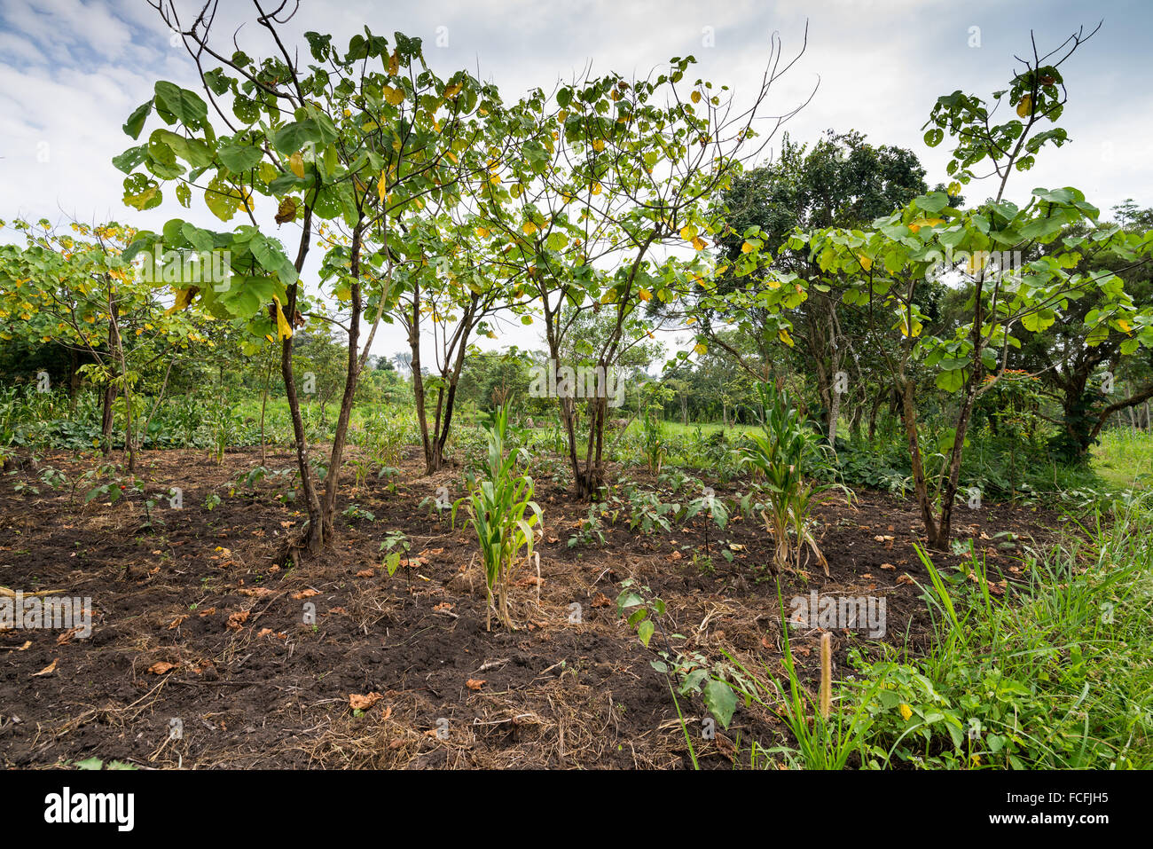 Botanic garden, Fort portal, Uganda Stock Photo - Alamy