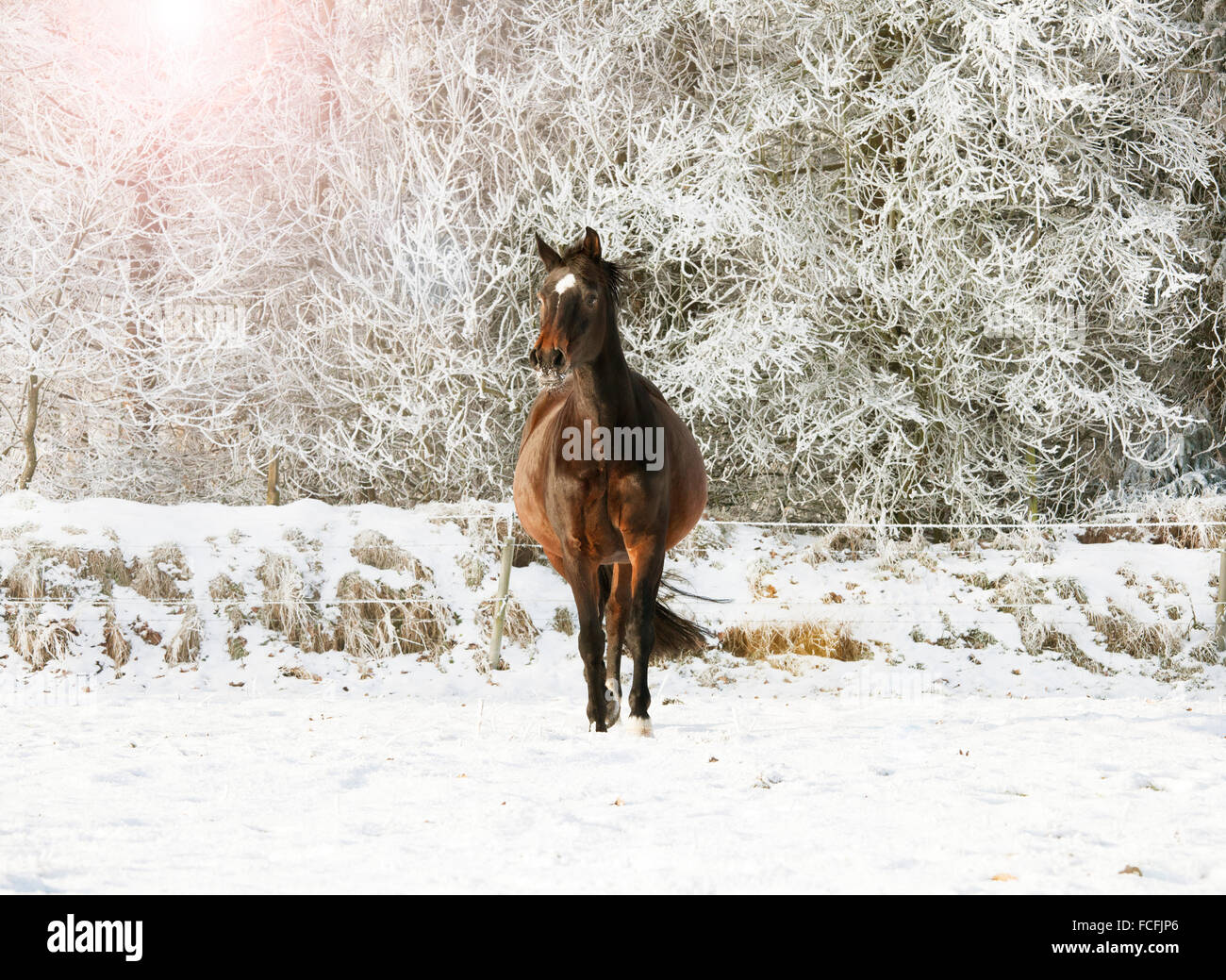 Holstein mare hi-res stock photography and images - Alamy
