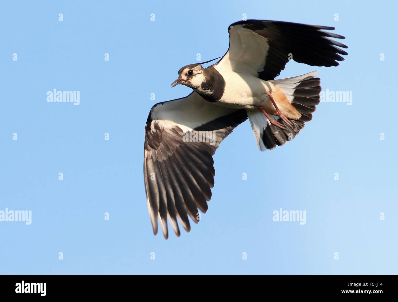 Wing bird speed fast hi-res stock photography and images - Alamy