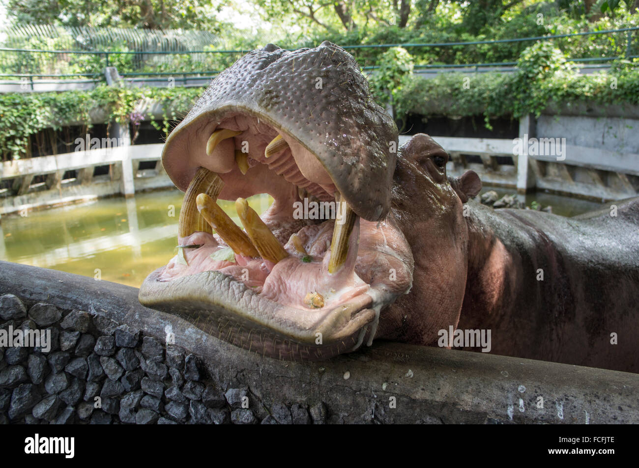 big hippo mammal feeding Stock Photo - Alamy