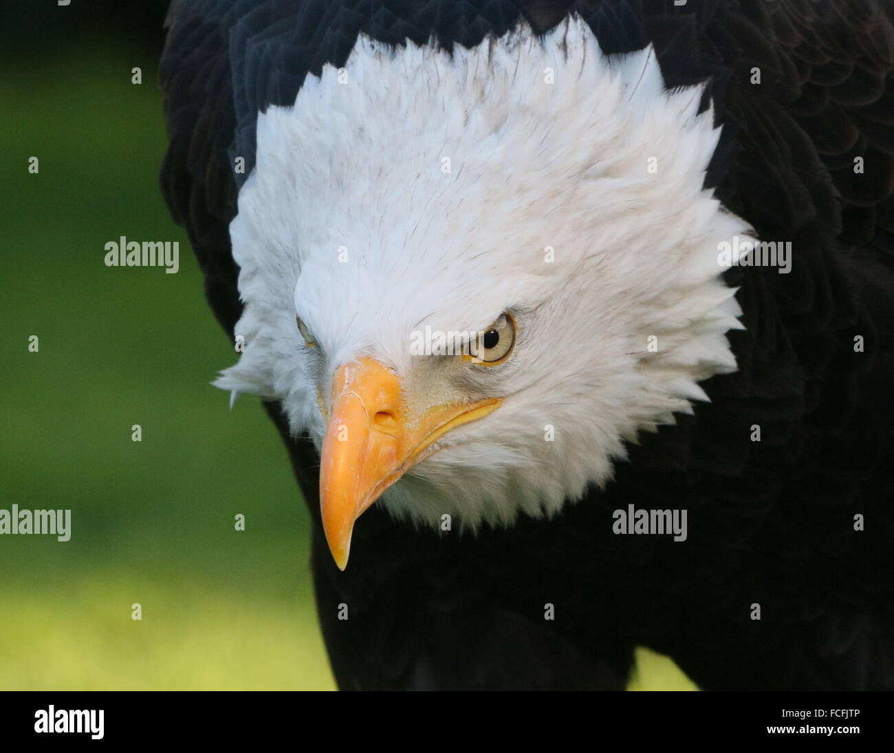 American bald eagle with intense eyes hi-res stock photography and ...