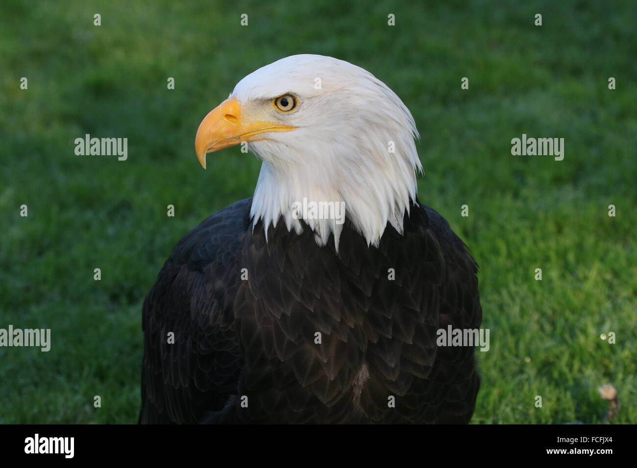 Male mature North American Bald eagle (Haliaeetus leucocephalus Stock ...