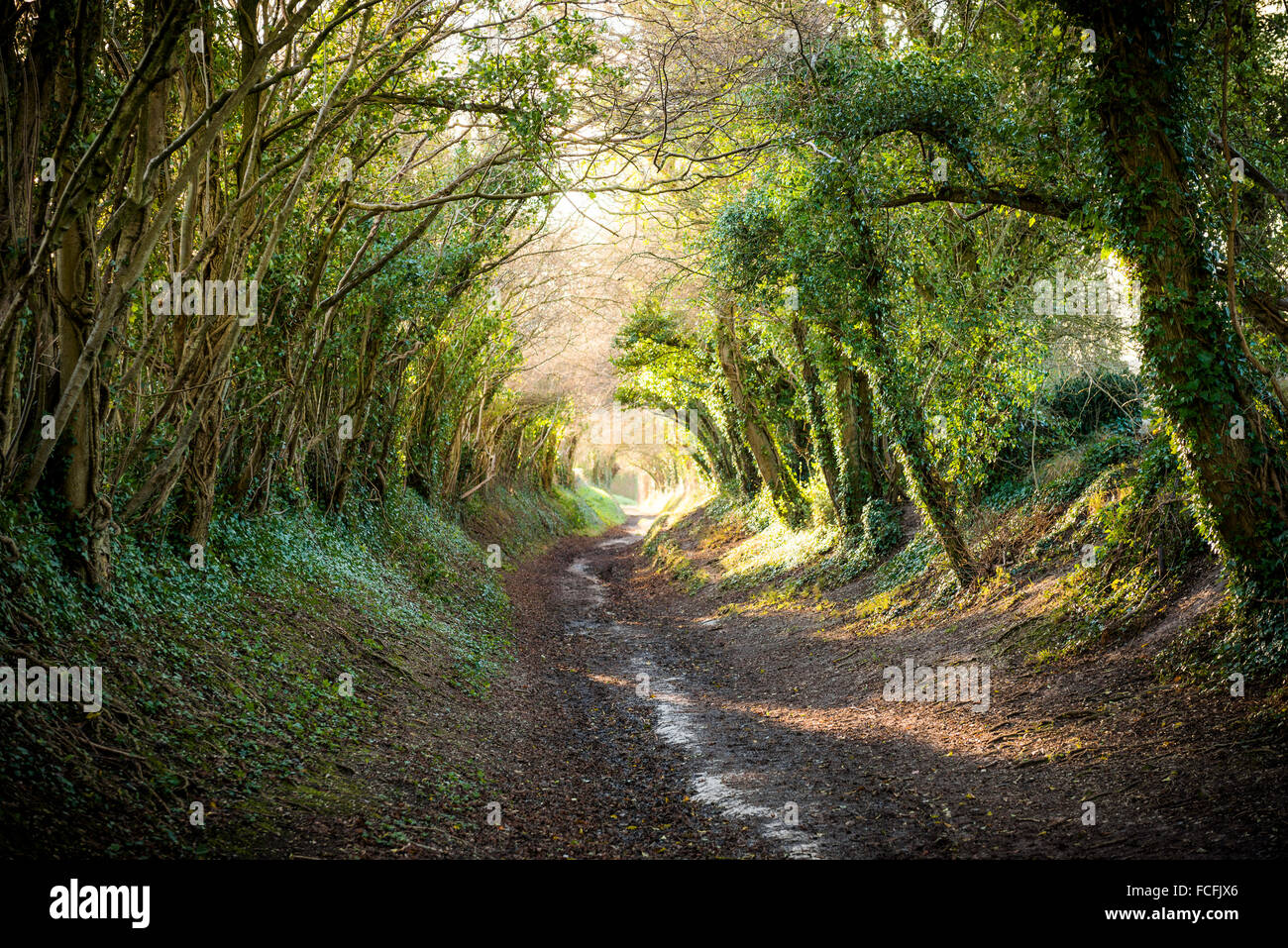 An Ancient Tunnel Of Trees Or Holloway On Stane Street Roman Road Near Halnaker West Sussex