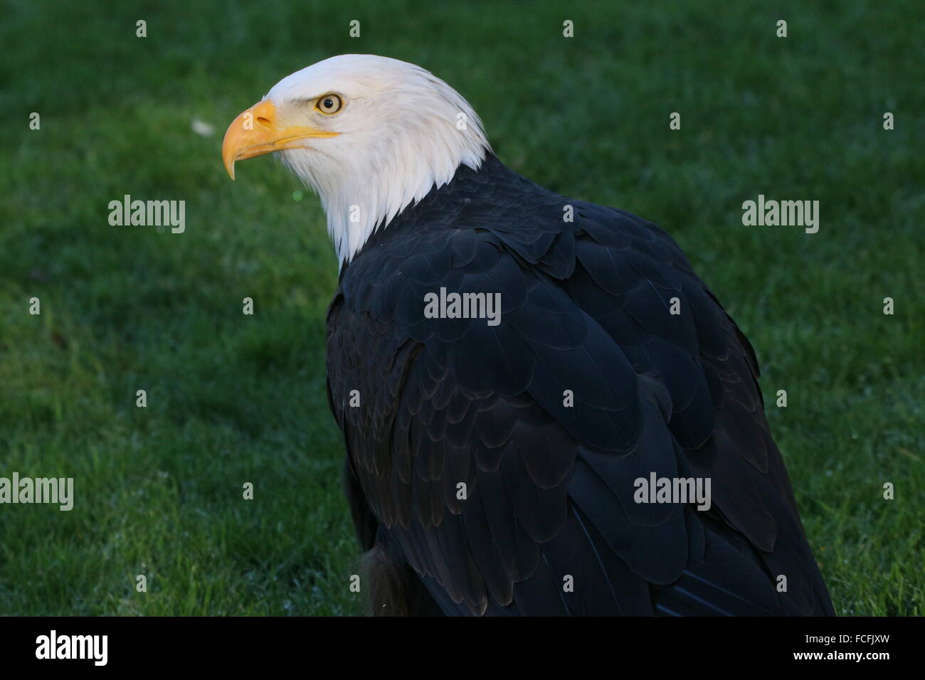 Mature North American Bald eagle (Haliaeetus leucocephalus), looking ...