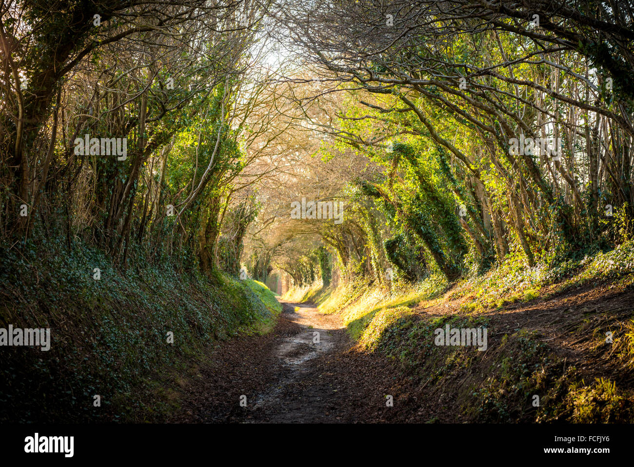An Ancient Tunnel Of Trees Or Holloway On Stane Street Roman Road Near Halnaker West Sussex