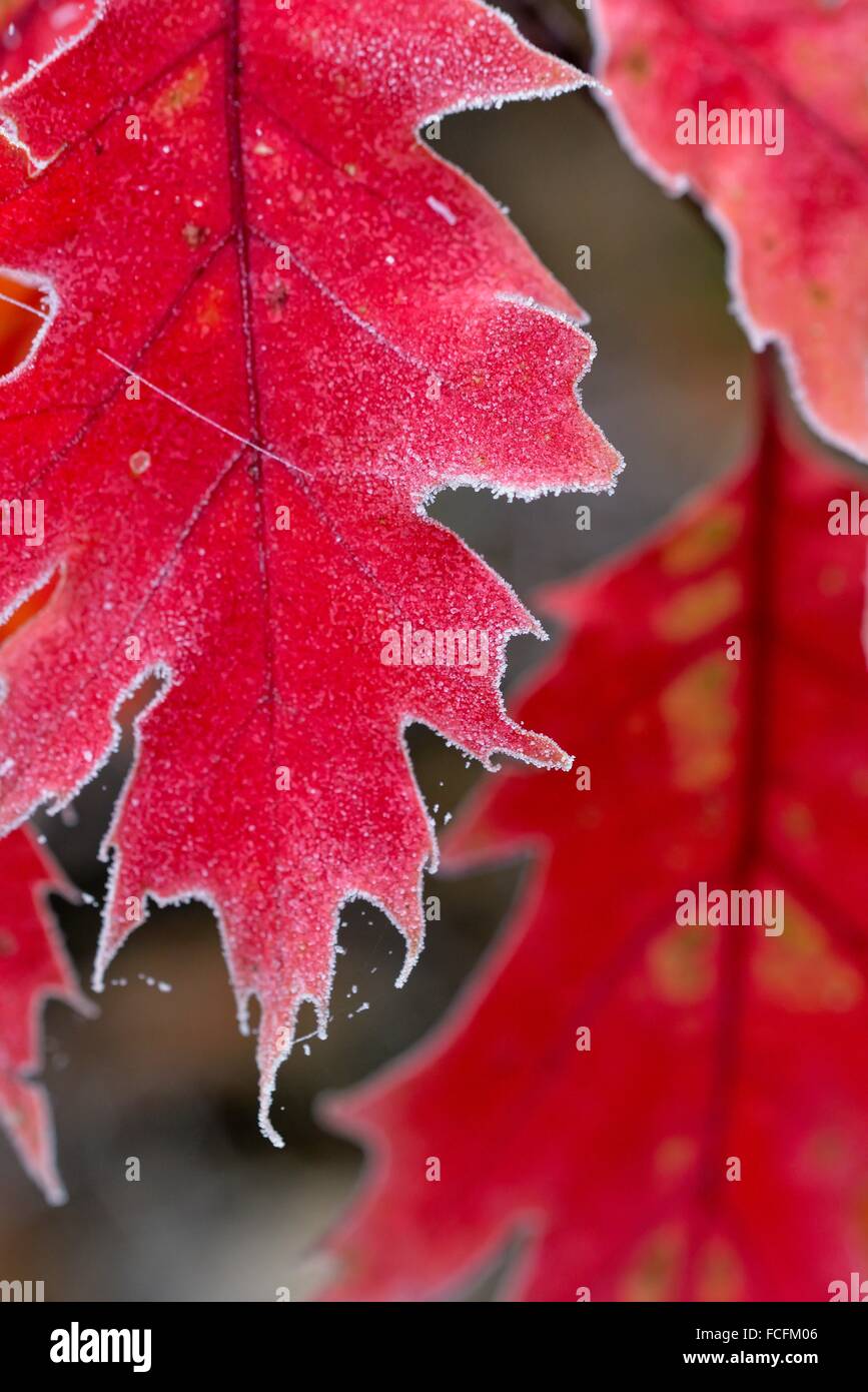 Red oak leaf quercus rubra hi-res stock photography and images - Alamy