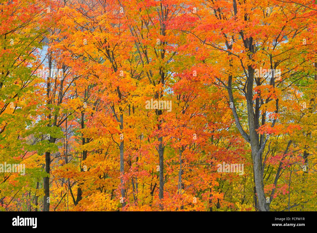 Canada maple sugar hi-res stock photography and images - Alamy