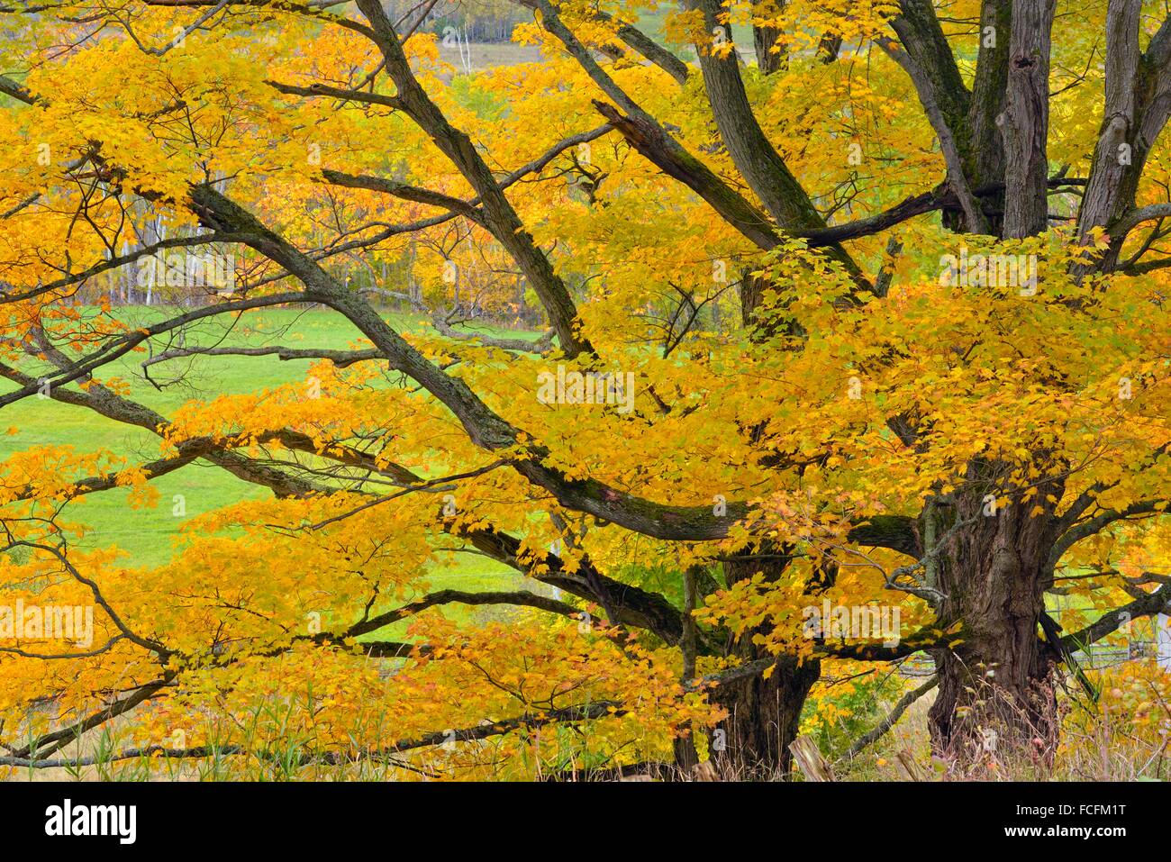 Plant maple maple sugar hi-res stock photography and images - Alamy