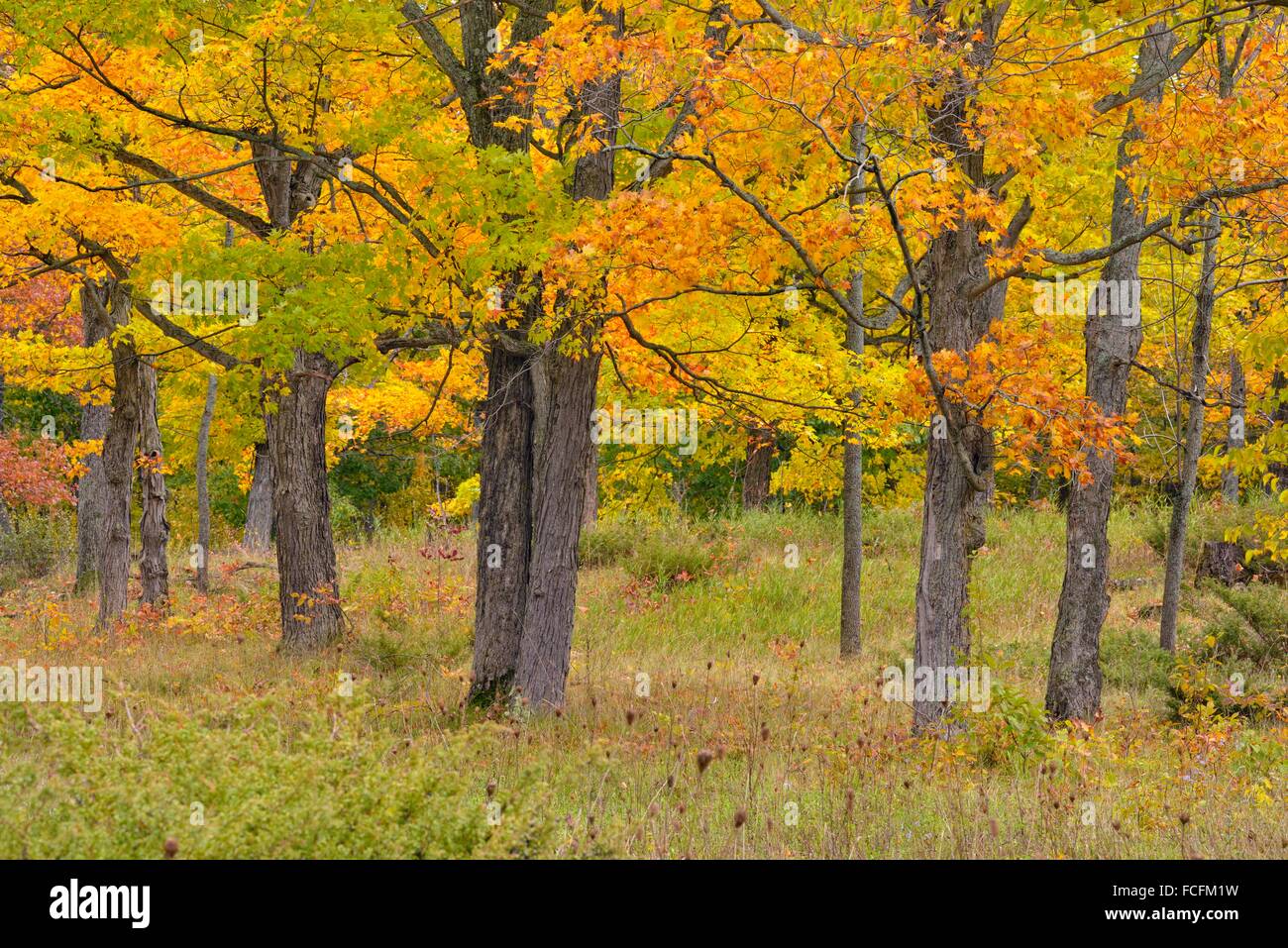 Trees juniper hi-res stock photography and images - Alamy