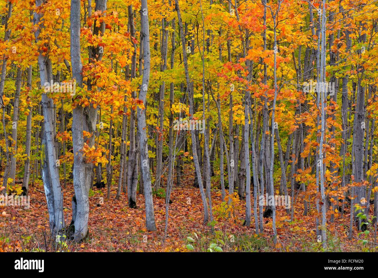 Maple tree grove hi-res stock photography and images - Alamy