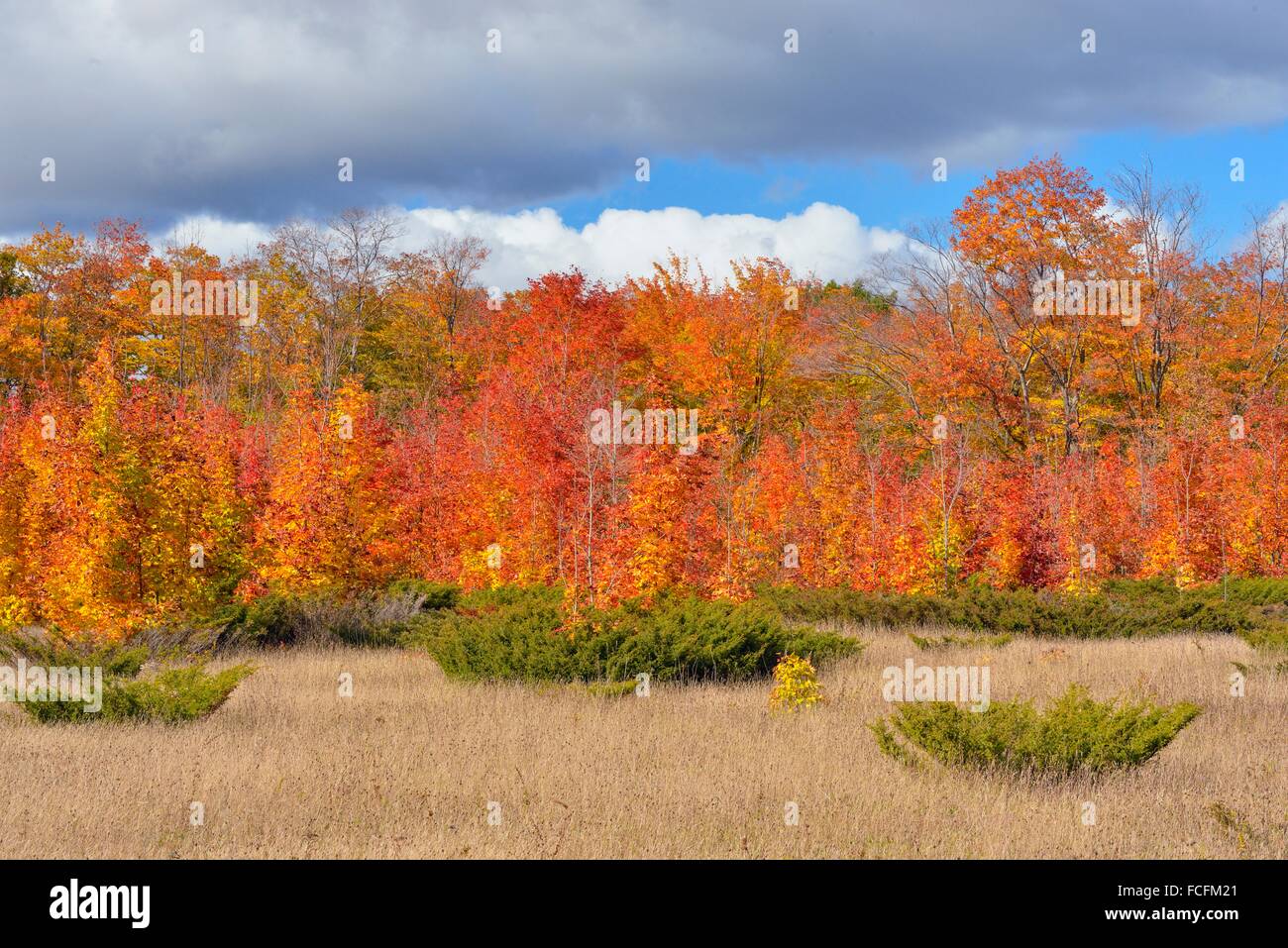 Field maple trees hi-res stock photography and images - Alamy