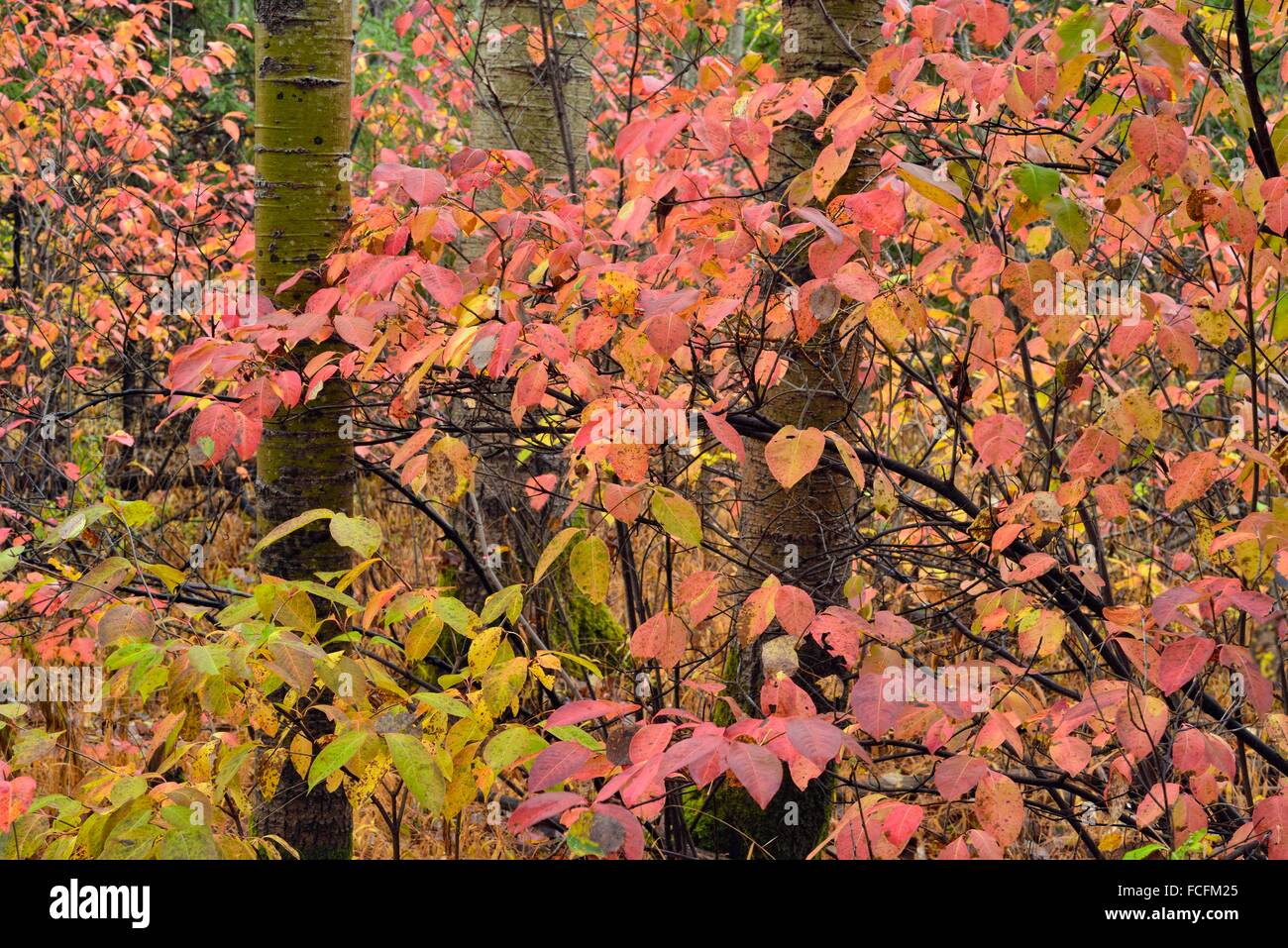 Northern Wild Raisin