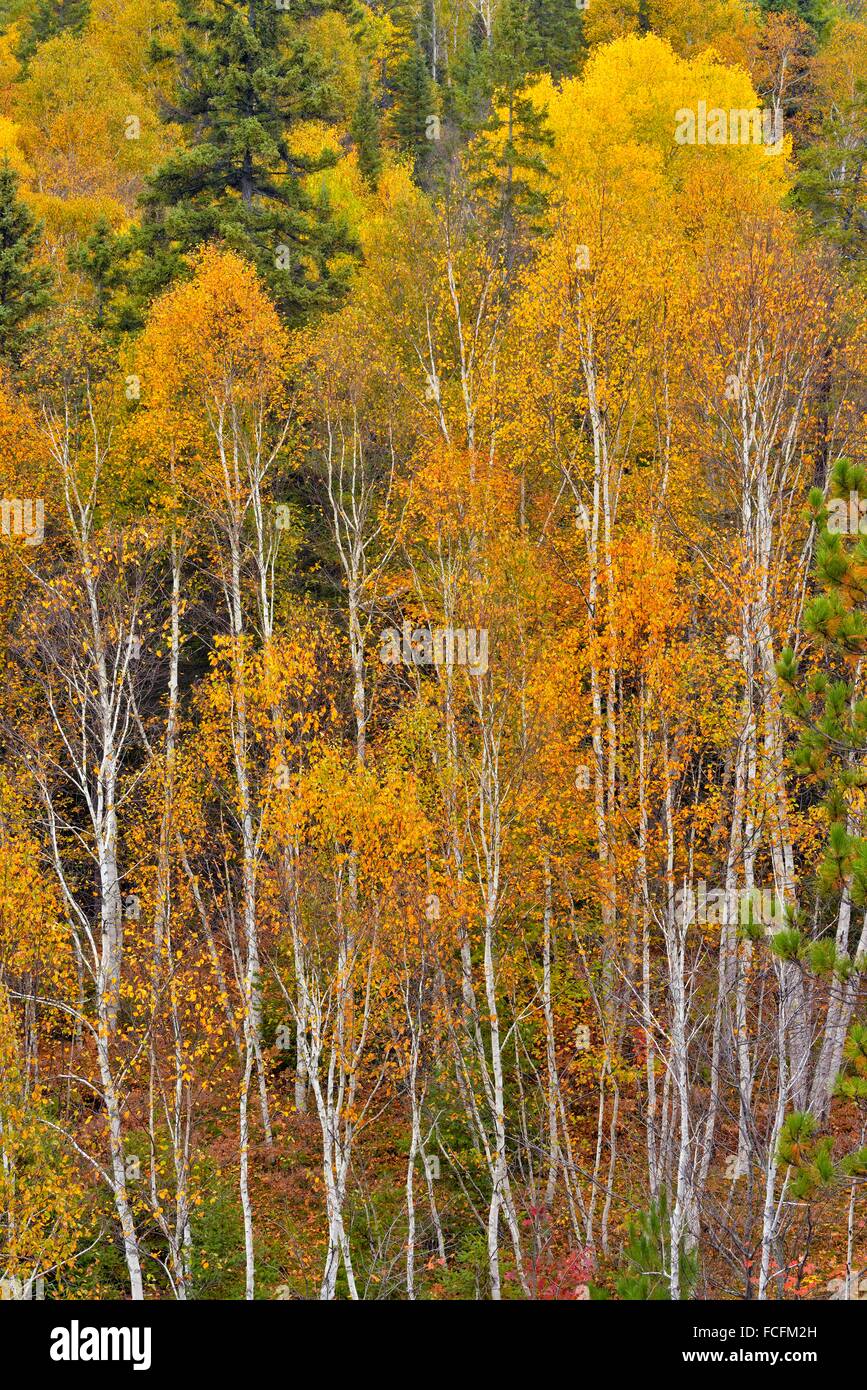Autumn hardwood trees- a hillside of birch, aspen and maple, Greater ...