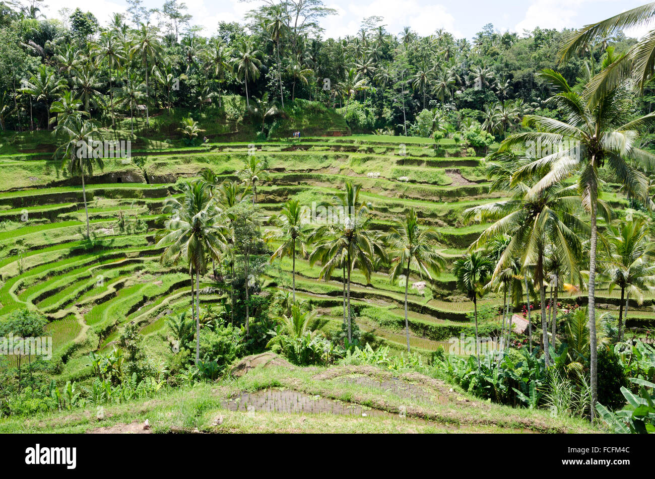 Paddy ricce agriculture hi-res stock photography and images - Alamy