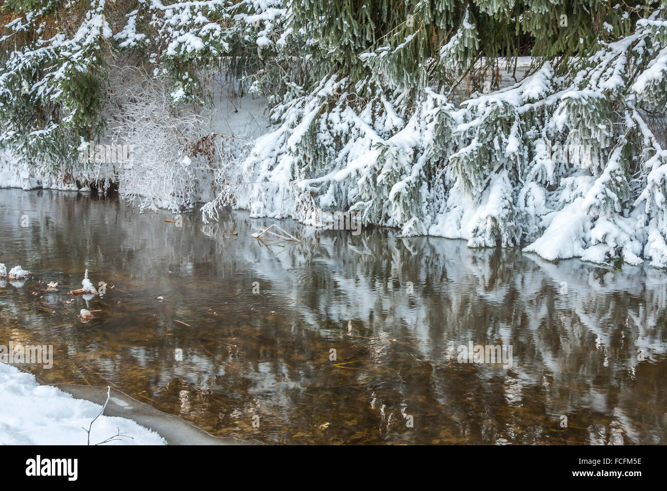 Spruce Trees Reflected in River Stock Photo - Alamy