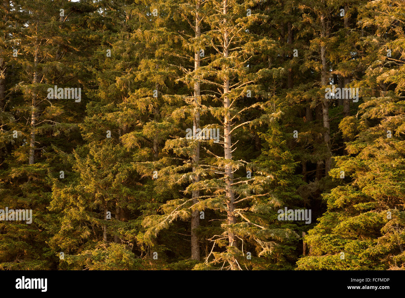 West coast forest hi-res stock photography and images - Alamy