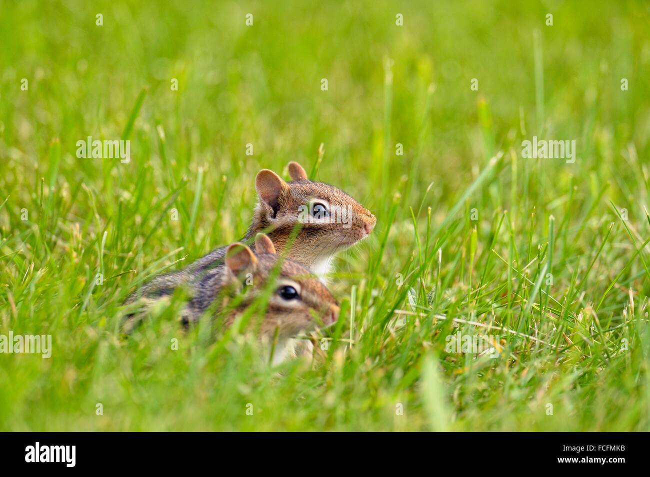Chipmunk Den High Resolution Stock Photography and Images - Alamy