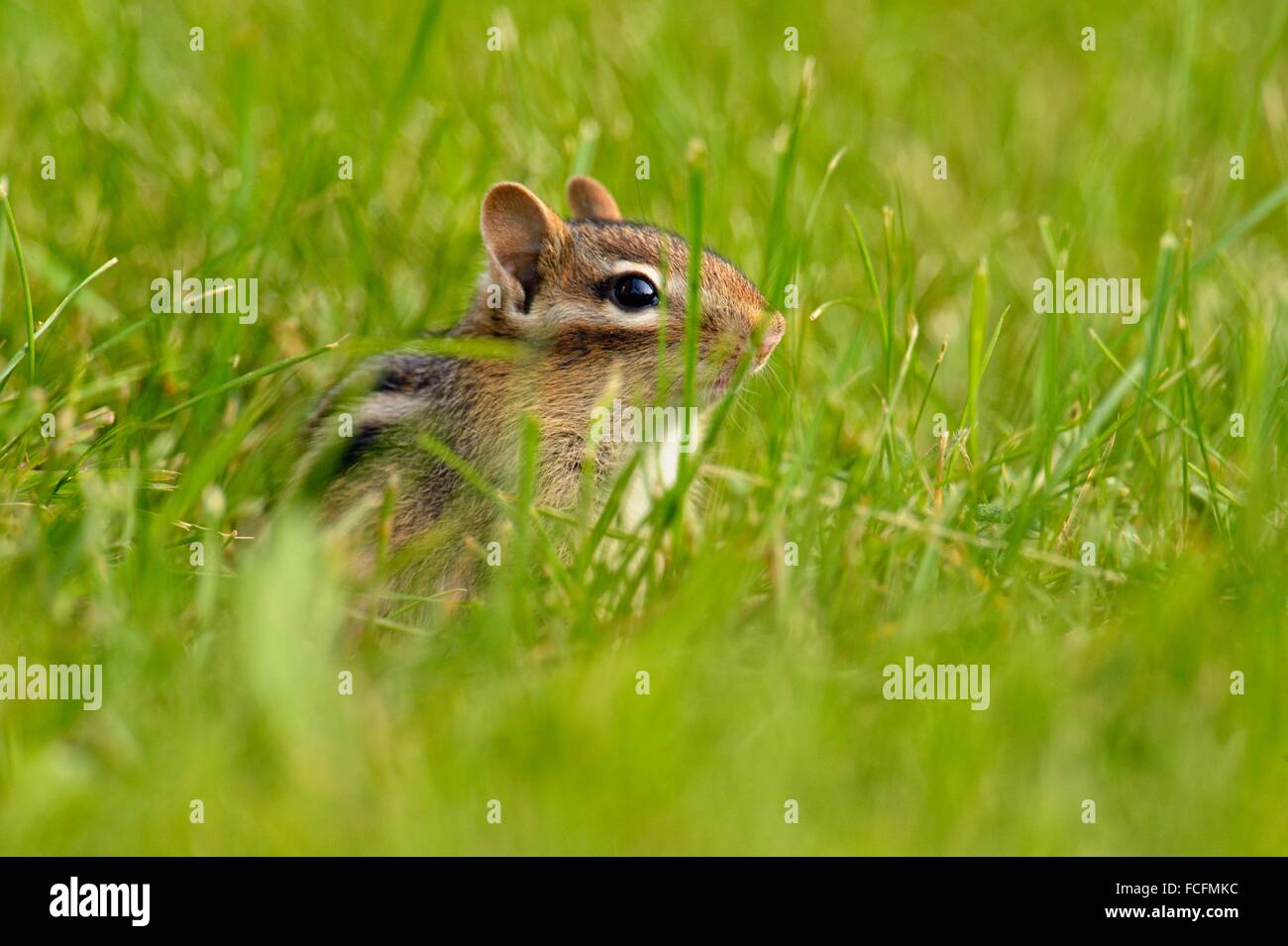 Chipmunk den hi-res stock photography and images - Alamy